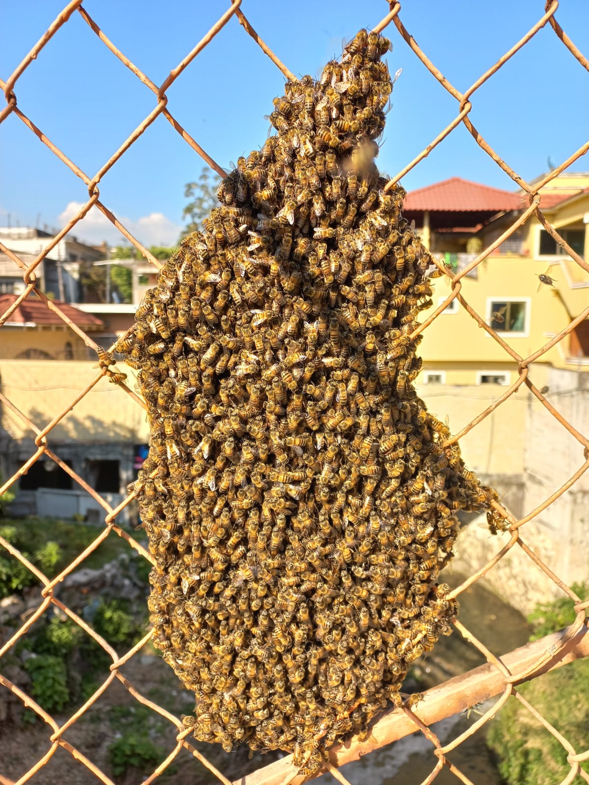 Disminuye reportes de presencia de colmenas y enjambres de abejas ...