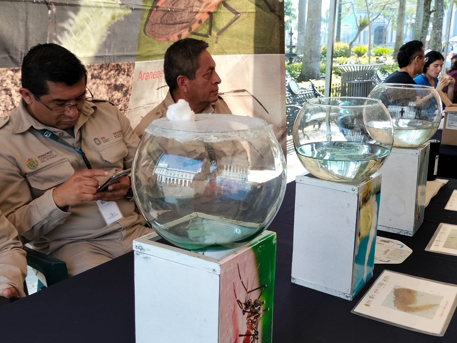 Comenzaran medidas preventivas contra el mosco transmisor del dengue ...